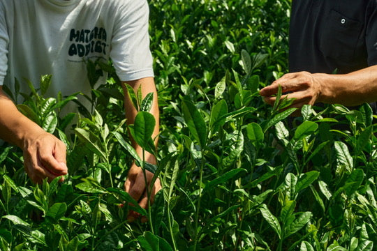 Premium Matcha from Hatoya Global