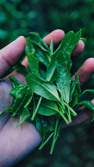 Premium Matcha from Hatoya Global